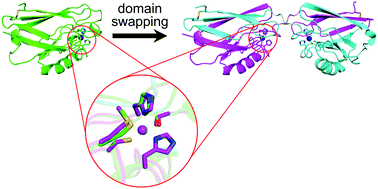 3D domain swapping of azurin from Alcaligenes xylosoxidans - Metallomics (RSC Publishing)