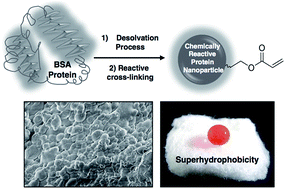 Chemically reactive protein nanoparticles for synthesis of a durable ...