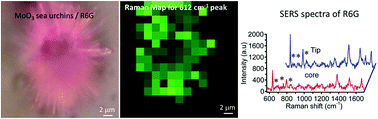 Single sea urchin–MoO3 nanostructure for surface enhanced Raman ...