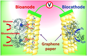 Two-dimensional graphene paper supported flexible enzymatic fuel cells ...