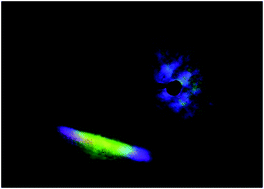 Ultra-dense, curved, grating optics determines peacock spider ...