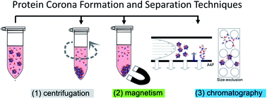 Isolation methods for particle protein corona complexes from protein ...