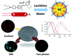 Multimodal optical contrast agents as new tools for monitoring and ...