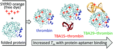 Aptamer-induced thermofluorimetric protein stabilization and G ...
