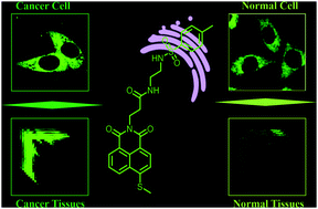 Development of an endoplasmic reticulum-targeting fluorescent probe for ...