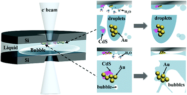 In situ liquid cell TEM observation of solution-mediated interaction ...