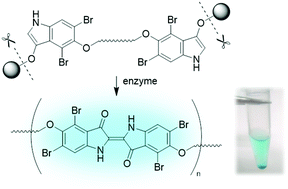 Enzymatically triggered chromogenic cross-linking agents under ...