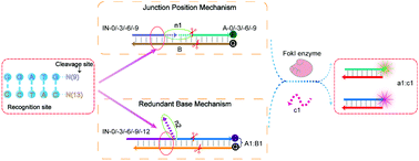 DNA logic circuits based on FokI enzyme regulation - New Journal of ...