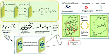 The biomimetic detection of progesterone by novel bifunctional group ...