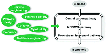 Recent advances of metabolic engineering strategies in natural ...