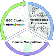 Genetic platforms for heterologous expression of microbial natural ...