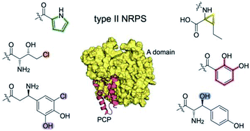 Type II non-ribosomal peptide synthetase proteins: structure, mechanism ...