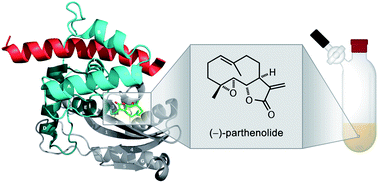 Advances in chemistry and bioactivity of parthenolide - Natural Product ...
