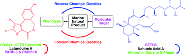 Biologically active marine natural products and their molecular targets ...