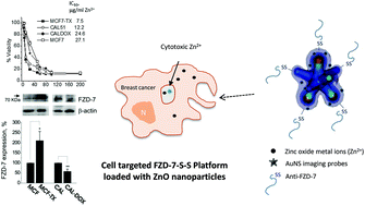 Frizzled-7-targeted delivery of zinc oxide nanoparticles to drug ...