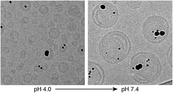 Fusion-dependent formation of lipid nanoparticles containing ...