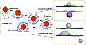 Stochastic modeling of nanoparticle internalization and expulsion ...