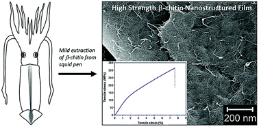 High strength nanostructured films based on well-preserved β-chitin ...