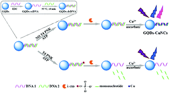 Polynucleotide Formation