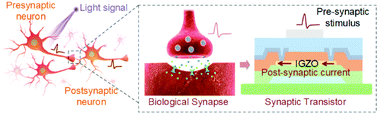 An electro-photo-sensitive synaptic transistor for edge neuromorphic ...