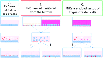 Nanodiamond uptake in colon cancer cells: the influence of direction ...