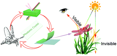 Bio-inspired transparent structural color film and its application in ...