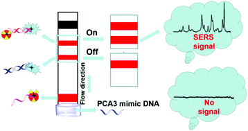 Highly sensitive detection of prostate cancer specific PCA3 mimic DNA ...