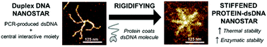 Protein-coated dsDNA nanostars with high structural rigidity and high ...