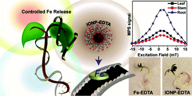 Exploring the chelation-based plant strategy for iron oxide ...