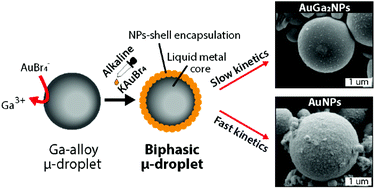 Synthesis of sub-micrometer biphasic Au–AuGa2/liquid metal frameworks ...