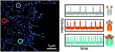 Optical super-resolution microscopy unravels the molecular composition ...