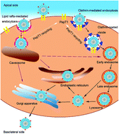 Intestinal oligopeptide transporter PepT1-targeted polymeric micelles ...