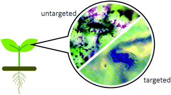 Protein coating composition targets nanoparticles to leaf stomata and ...