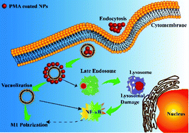 The vacuolization of macrophages induced by large amounts of inorganic ...
