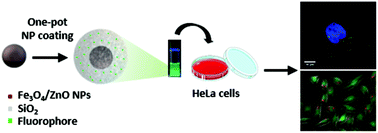 Dye-doped biodegradable nanoparticle SiO2 coating on zinc- and iron ...