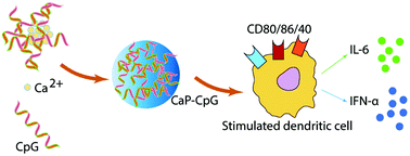 The CpG molecular structure controls the mineralization of calcium ...