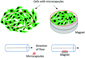 Magnetically responsive layer-by-layer microcapsules can be retained in ...