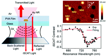 Resonant scattering enhanced interferometric scattering microscopy ...