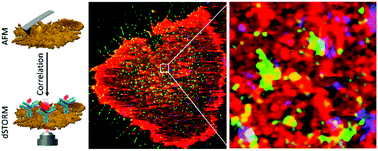 Correlative dual-color dSTORM/AFM reveals protein clusters at the ...