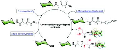 Glycoconjugate synthesis using chemoselective ligation - Organic ...