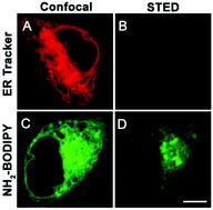 A cell-permeant small molecule for the super-resolution imaging of the ...