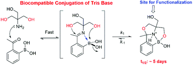 Biocompatible conjugation of Tris base to 2-acetyl and 2-formyl ...
