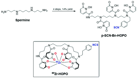 Improved synthesis of the bifunctional chelator p-SCN-Bn-HOPO - Organic ...