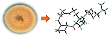 Sarocladione, a unique 5,10:8,9-diseco-steroid from the deep-sea ...