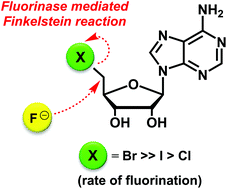 An enzymatic Finkelstein reaction: fluorinase catalyses direct halogen ...