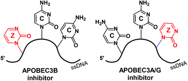 Selective inhibition of APOBEC3 enzymes by single-stranded DNAs ...