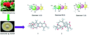 Emerones A–C: three novel merosesquiterpenoids with unprecedented ...