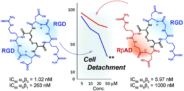 A dimeric bicyclic RGD ligand displays enhanced integrin binding ...