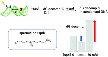 The effect of spermidine on guanine decomposition via photoinduced ...