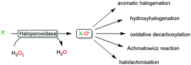 Haloperoxidases as catalysts in organic synthesis - Organic ...
